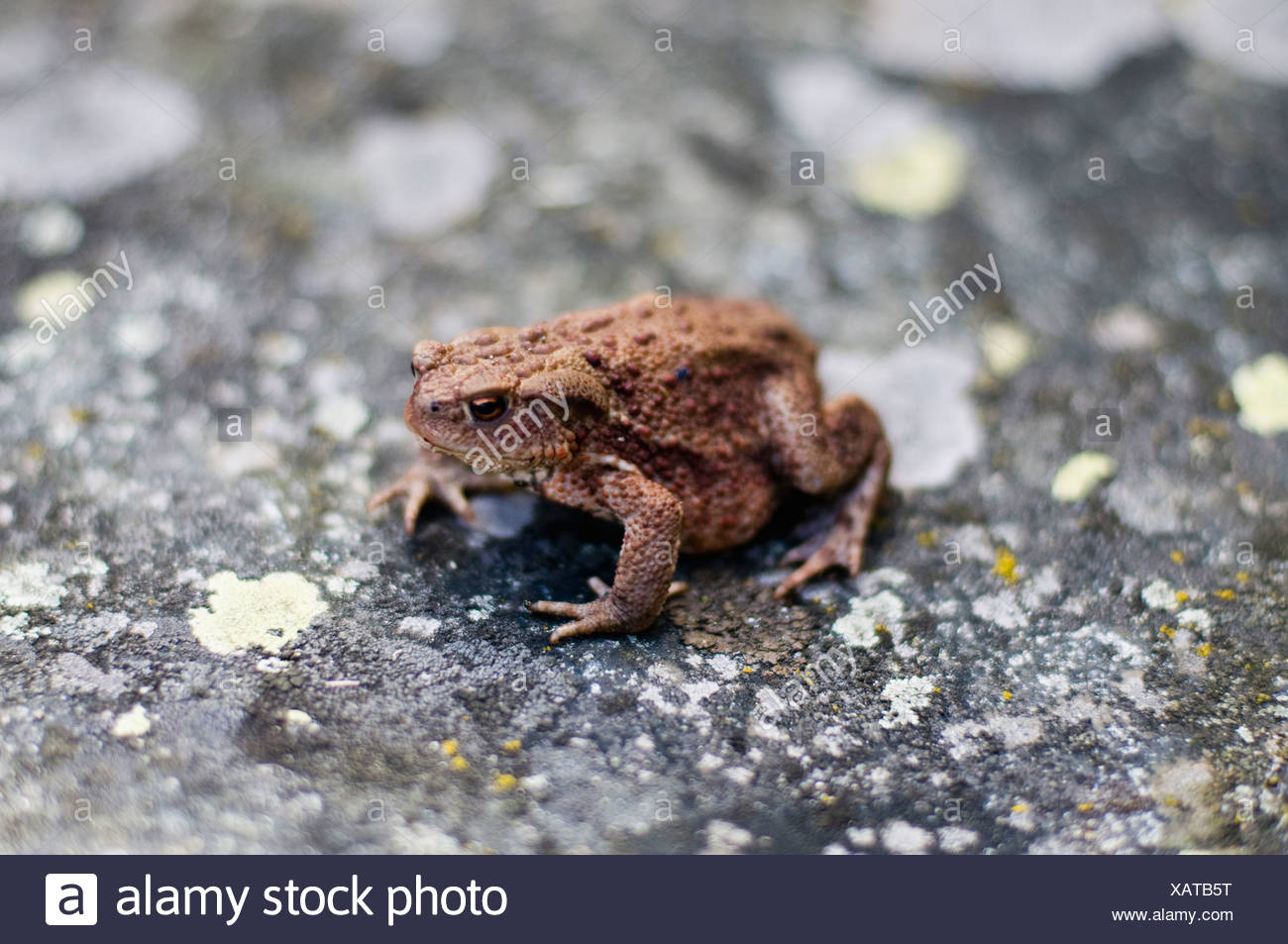 Small Toad High Resolution Stock Photography and Images - Alamy