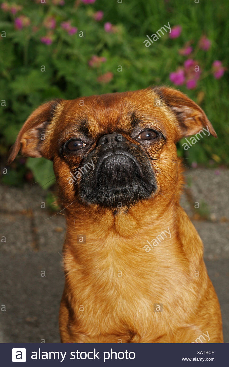 Brabant Breed High Resolution Stock Photography and Images - Alamy