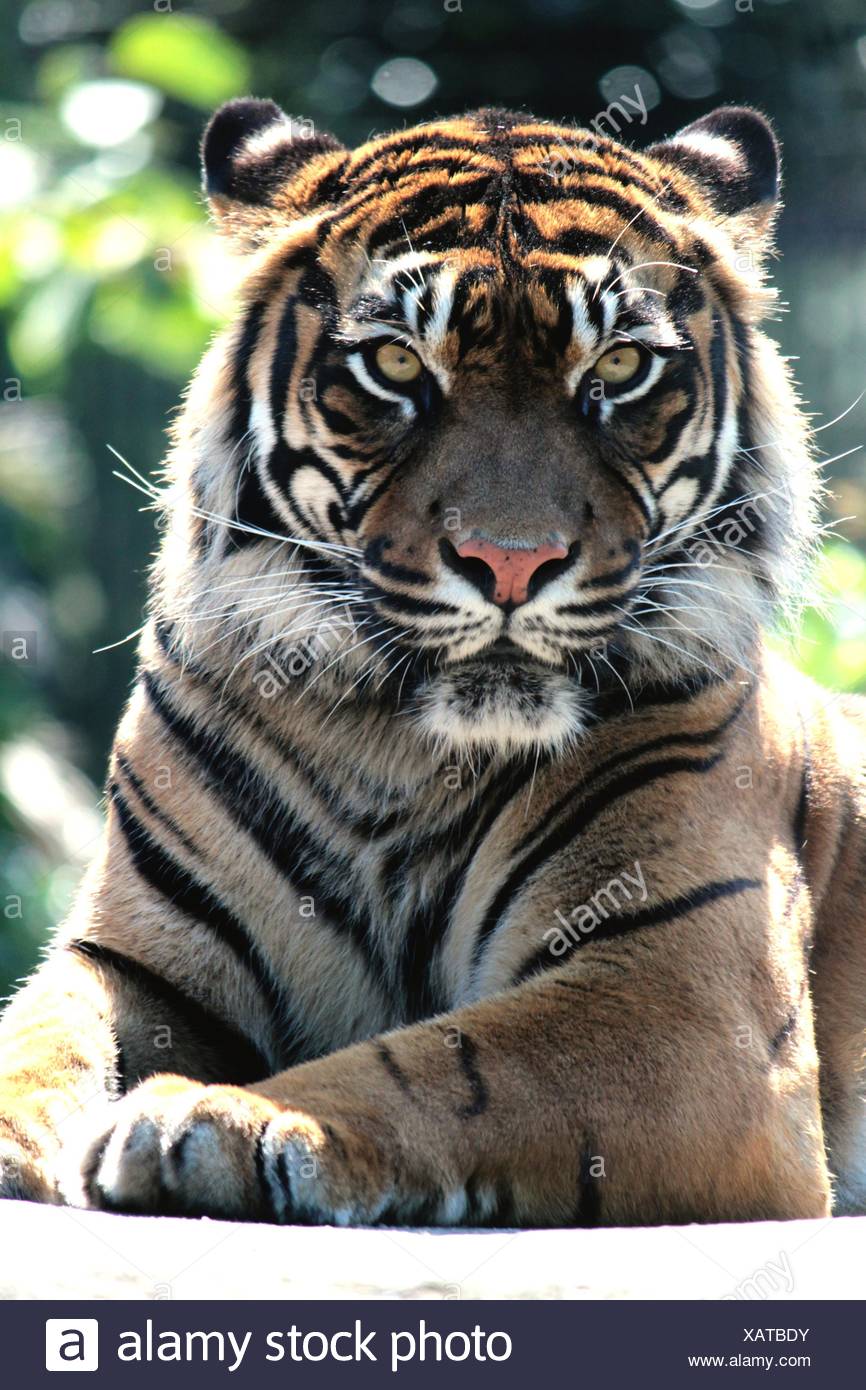 One Tiger Stock Photos & One Tiger Stock Images - Alamy