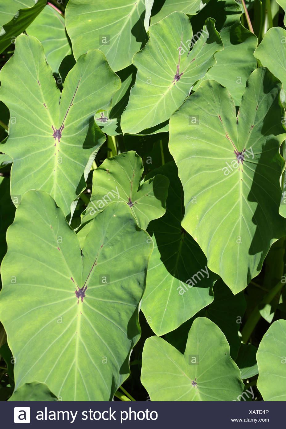Callaloo High Resolution Stock Photography and Images - Alamy