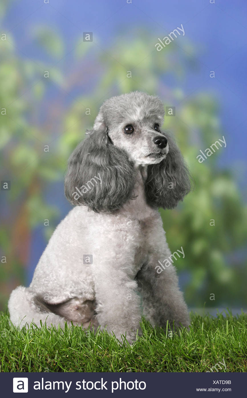 Toypoodle High Resolution Stock Photography and Images - Alamy
