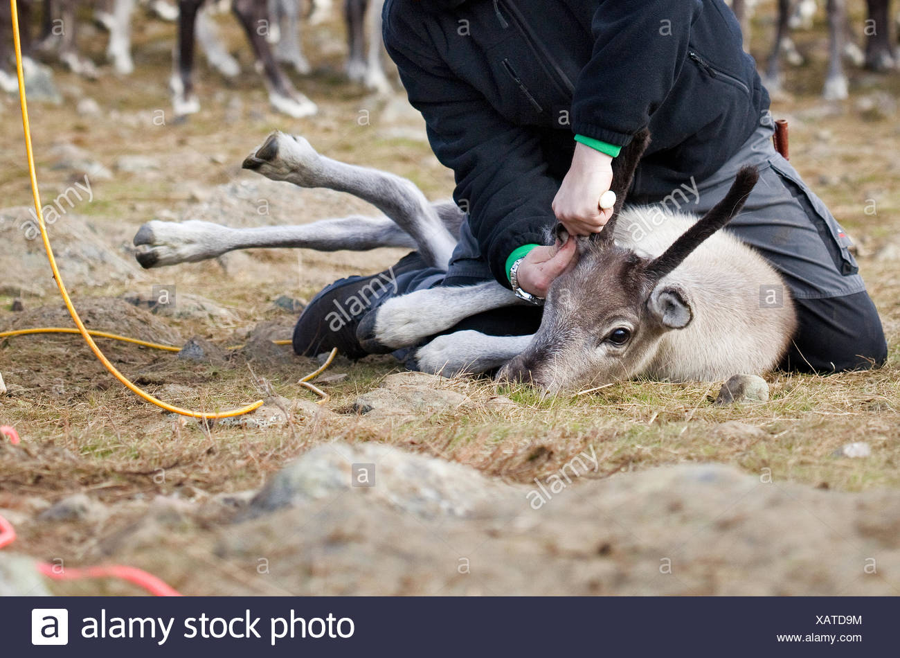 Tagging Of Animals High Resolution Stock Photography and Images - Alamy