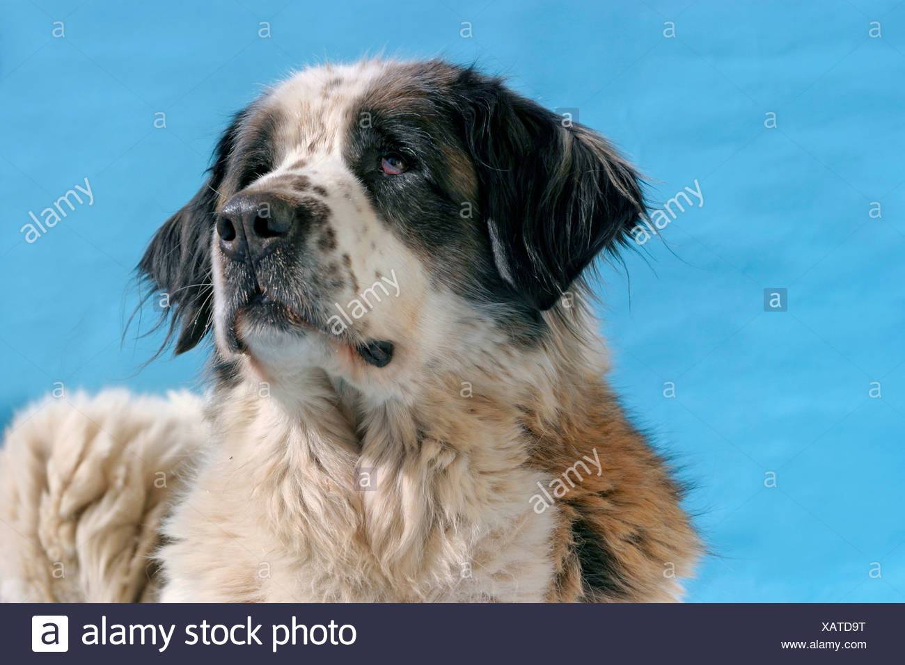 Moskauer Wachhund Moscow Watchdog High Resolution Stock Photography and ...
