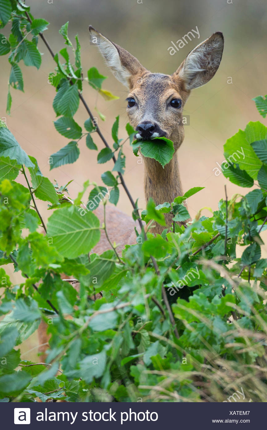 Roe Doe Deer Feeding Stock Photos & Roe Doe Deer Feeding Stock Images ...