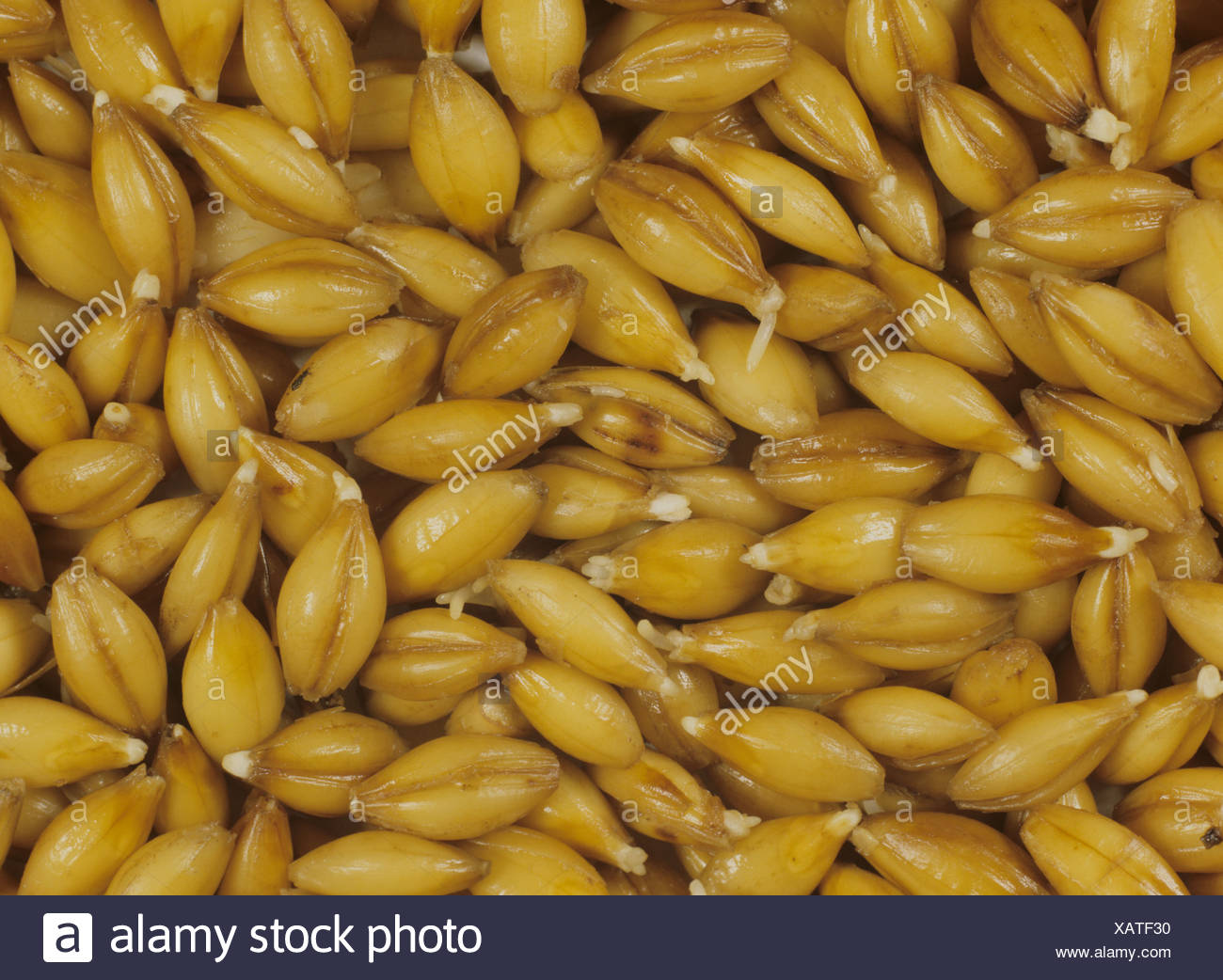 Malting Barley Stock Photos & Malting Barley Stock Images - Alamy