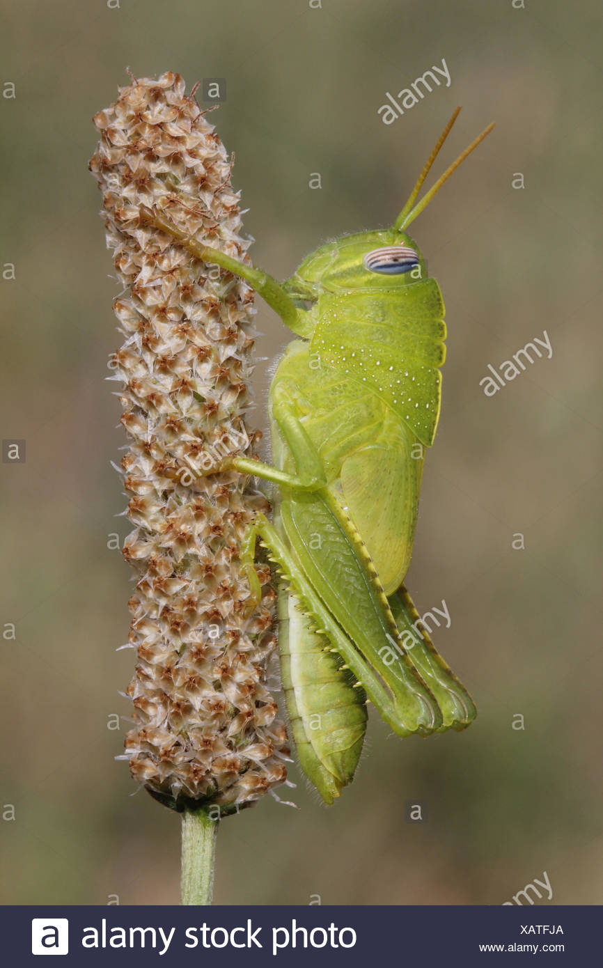 Yellow Locust Stock Photos & Yellow Locust Stock Images - Alamy