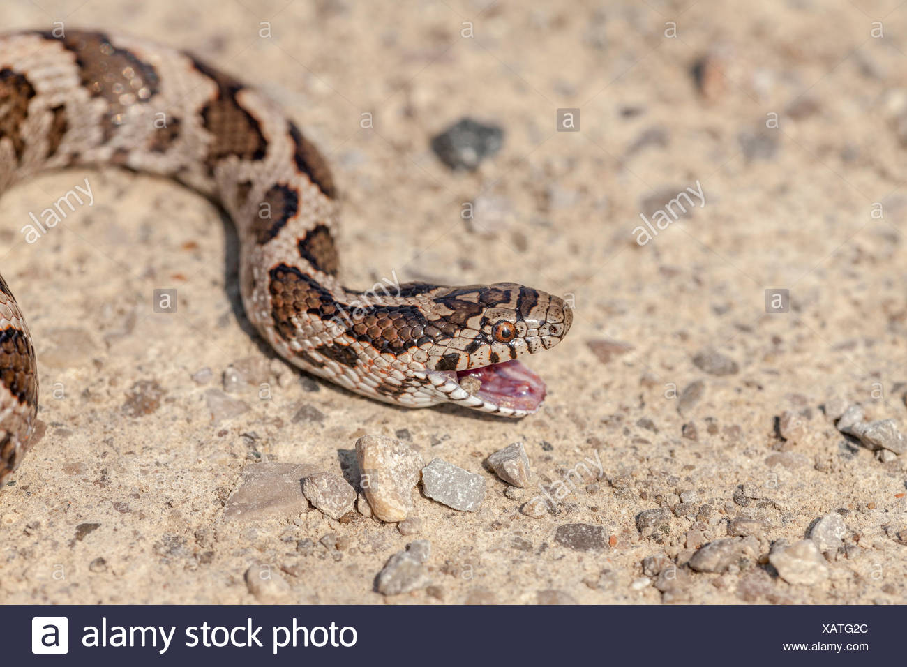Canadian Snakes High Resolution Stock Photography and Images - Alamy