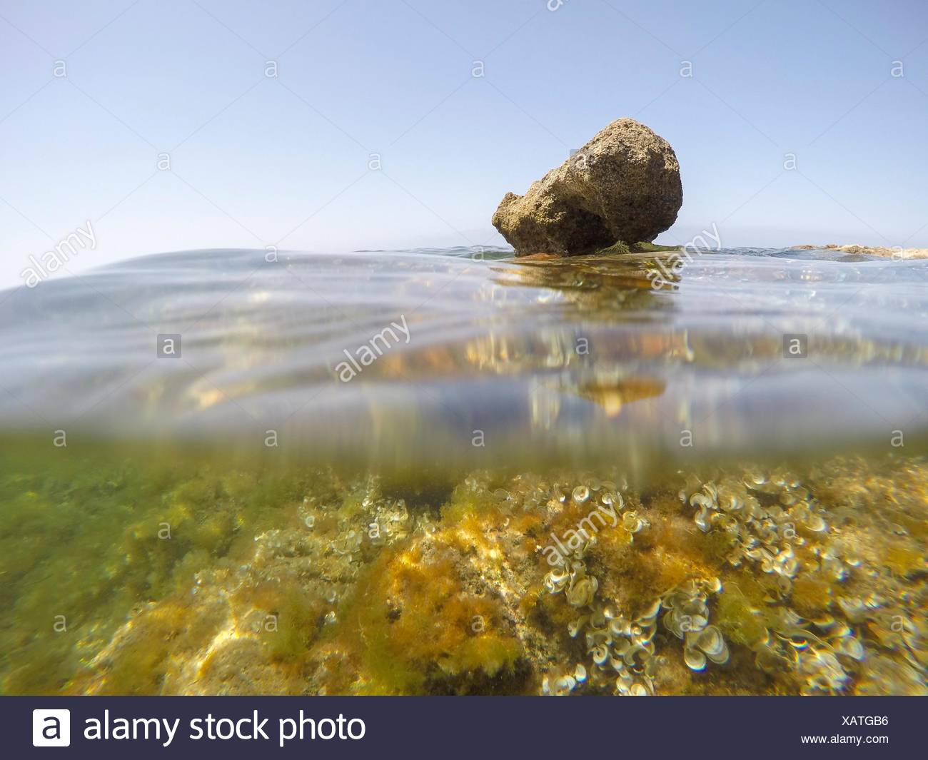 Golden Alga High Resolution Stock Photography and Images - Alamy