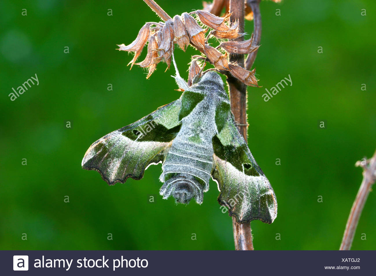 Sphinx Moth Not Caterpillar High Resolution Stock Photography and ...