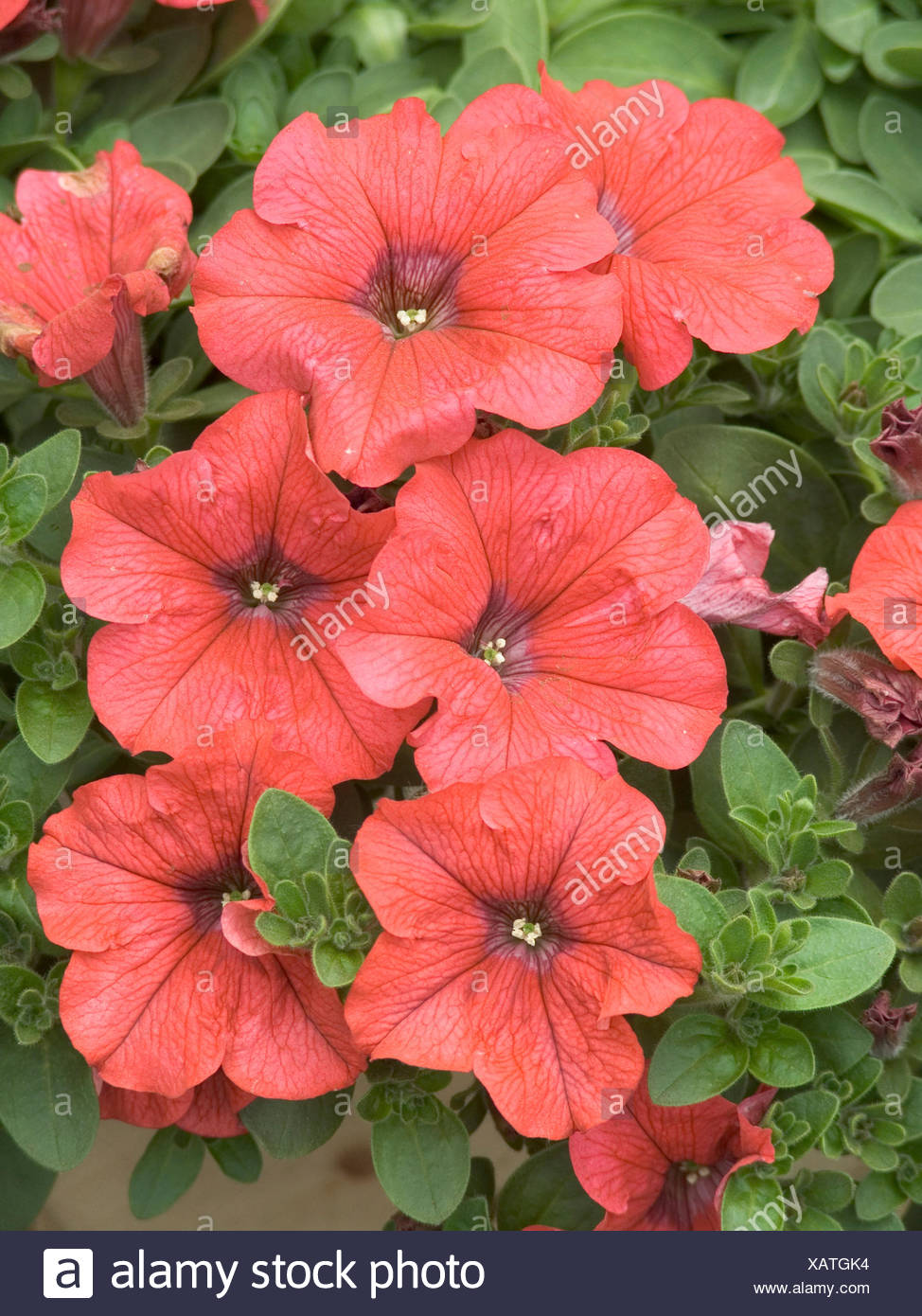 Supertunia Stock Photos & Supertunia Stock Images - Alamy