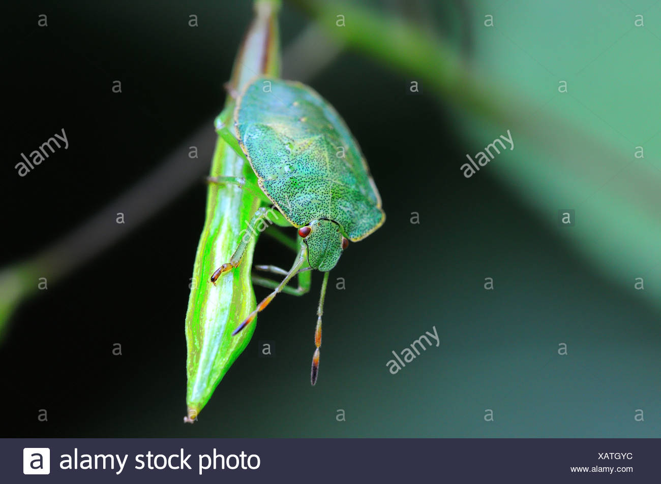 Green Stink Bug High Resolution Stock Photography and Images - Alamy