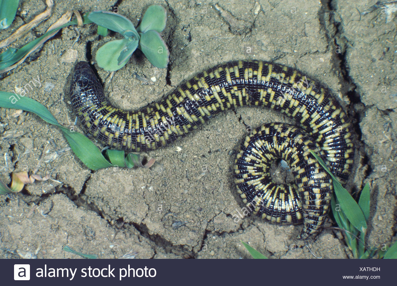 Lateral Fold Lizard High Resolution Stock Photography and Images - Alamy