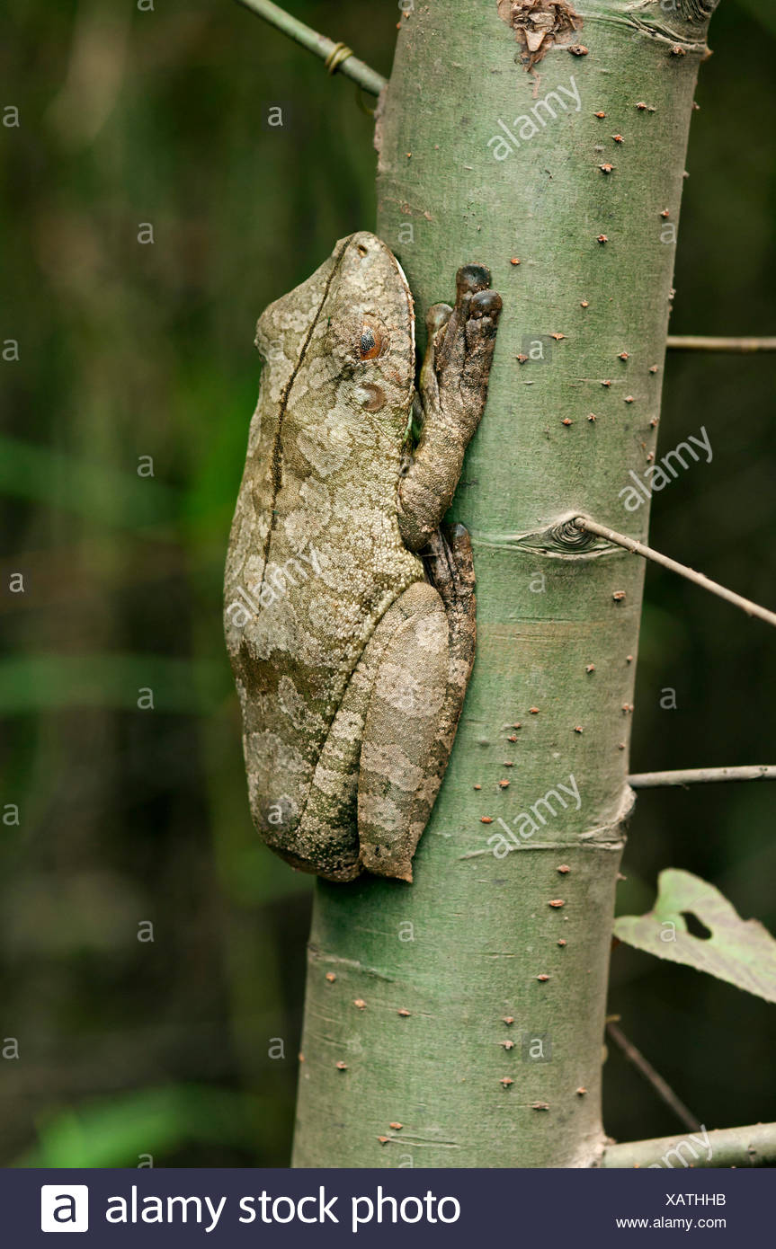 Slender Tree Frog High Resolution Stock Photography and Images - Alamy