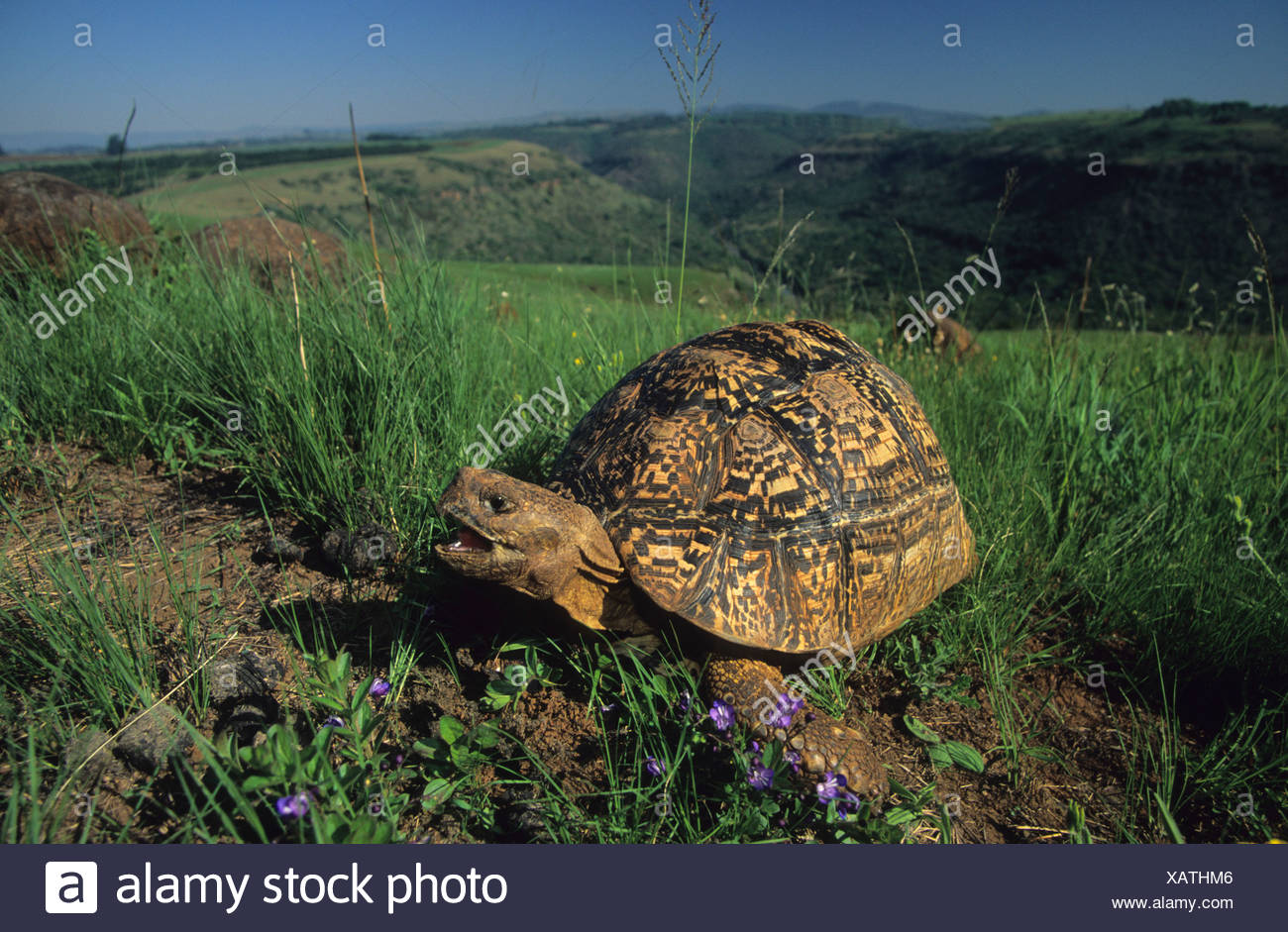 Leopard Tortoise Stigmochelys Pardalis High Resolution Stock ...