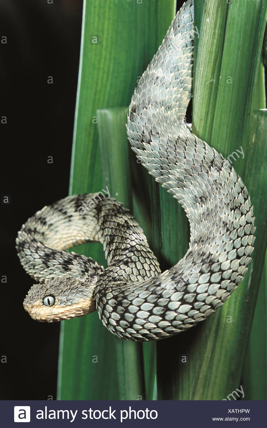 Bush Viper High Resolution Stock Photography and Images - Alamy