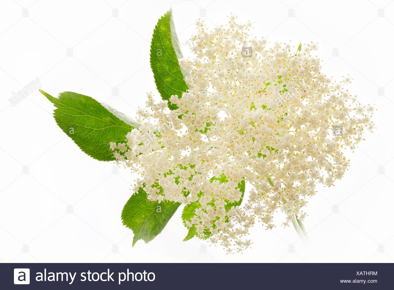 Holunderbluten Sirup High Resolution Stock Photography and Images - Alamy