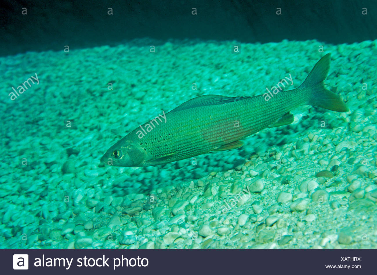 Thymallus High Resolution Stock Photography and Images - Alamy