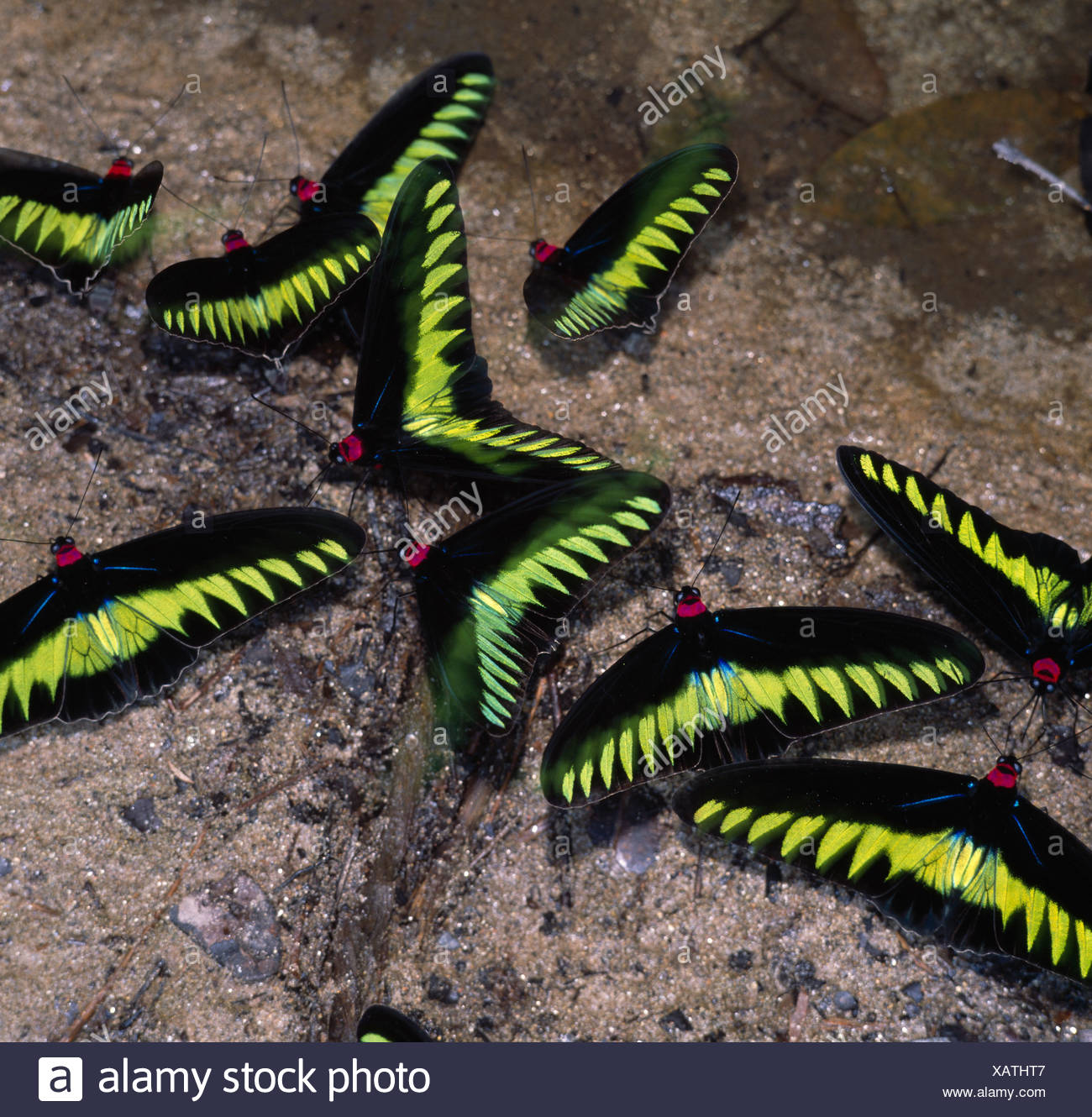 Birdwings High Resolution Stock Photography and Images - Alamy