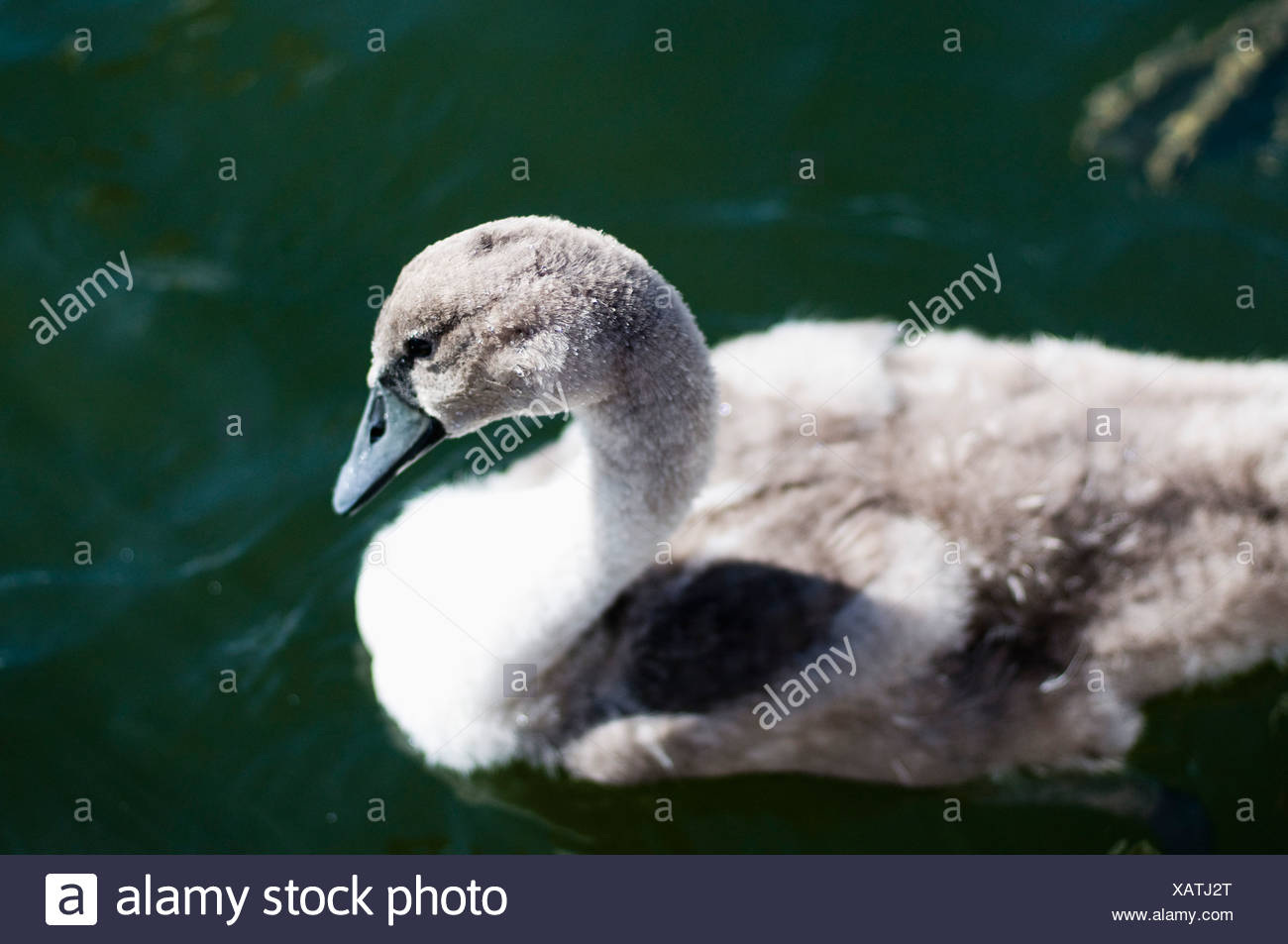 Black Sea Bird High Resolution Stock Photography and Images - Alamy