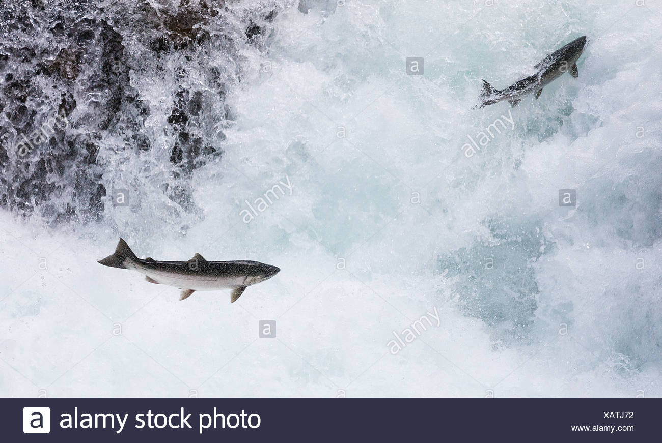 Salmon Jumping High Resolution Stock Photography and Images - Alamy