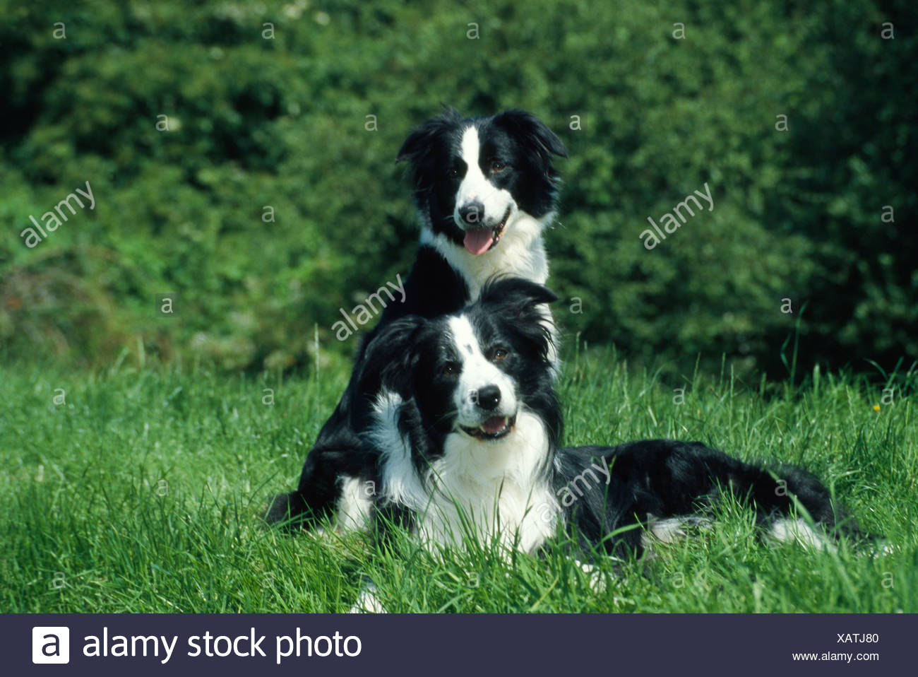 Ireland Border Collie High Resolution Stock Photography and Images - Alamy