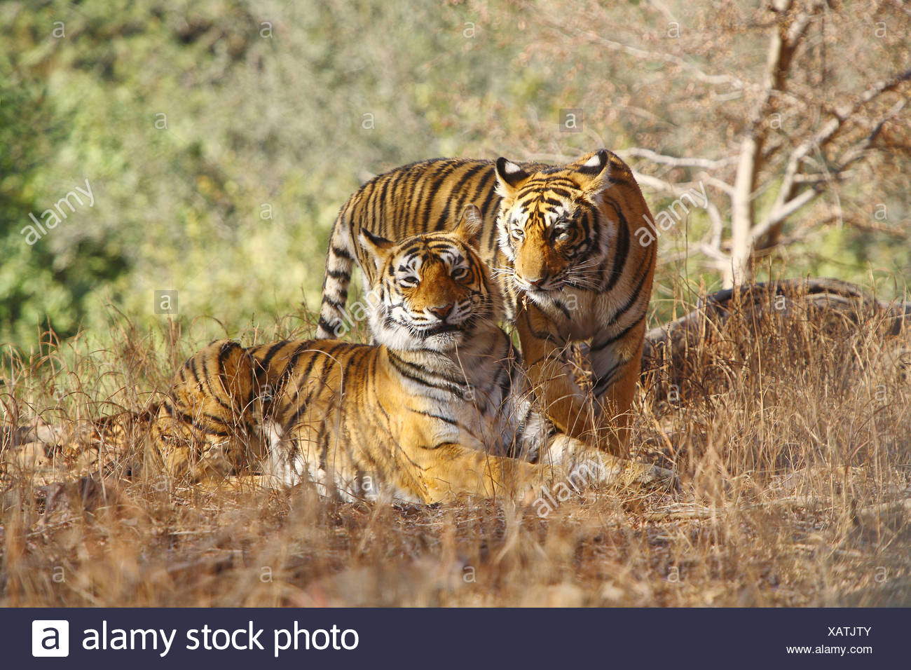 Playing Tigers High Resolution Stock Photography and Images - Alamy