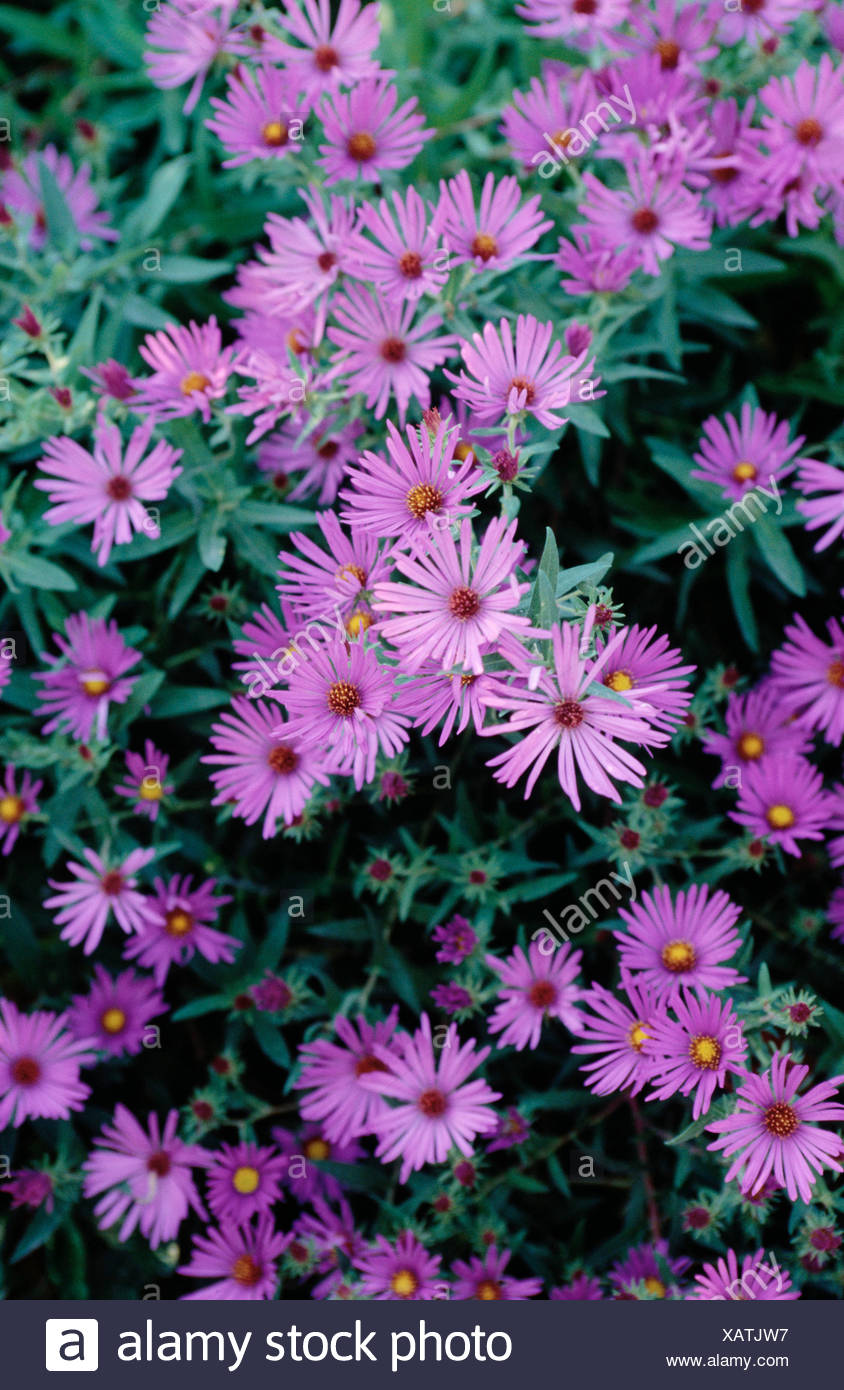 Stokes Aster Stokesia Laevis High Resolution Stock Photography and ...
