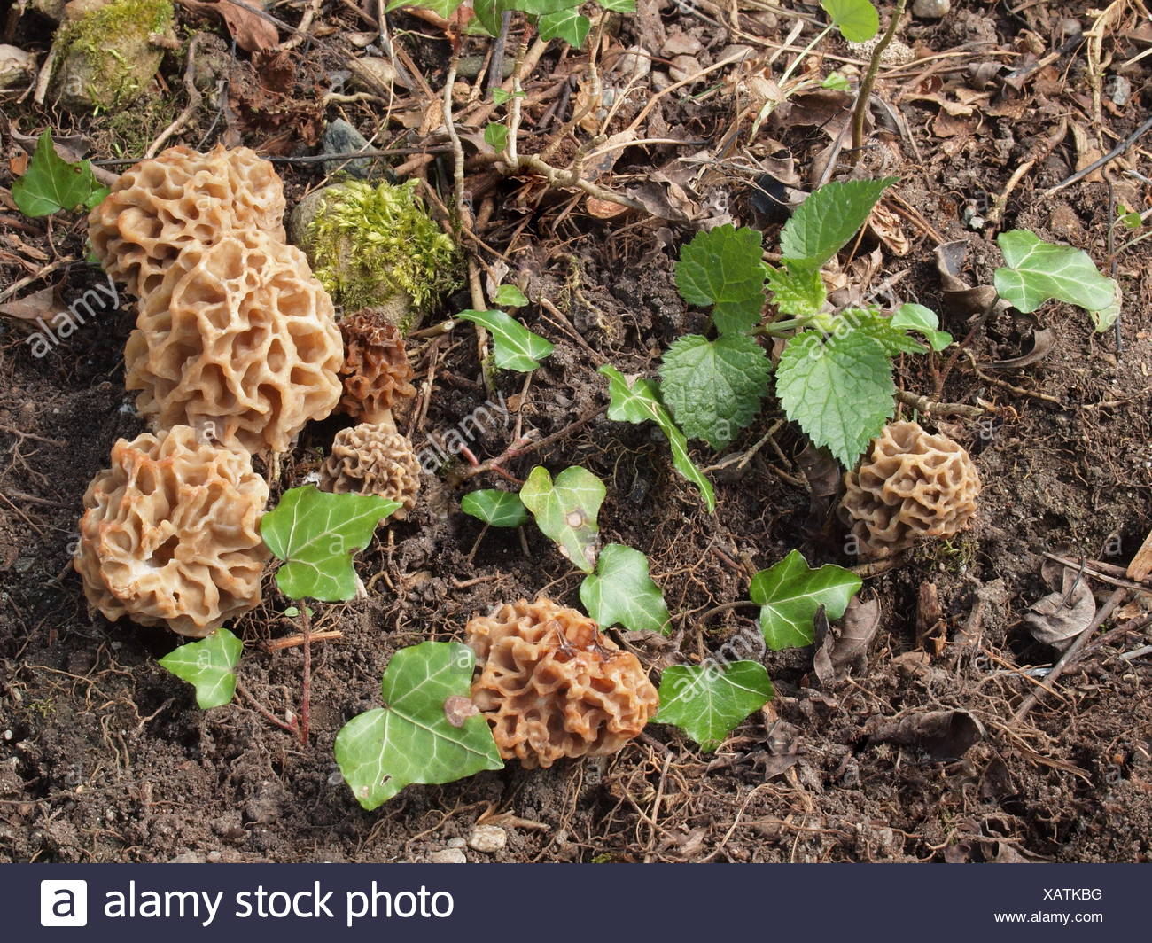 Molly Moocher High Resolution Stock Photography and Images - Alamy