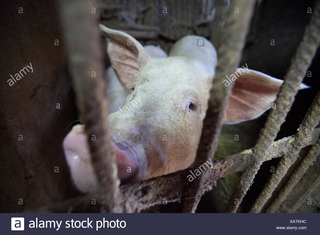 Jailed Stock Photos & Jailed Stock Images - Alamy