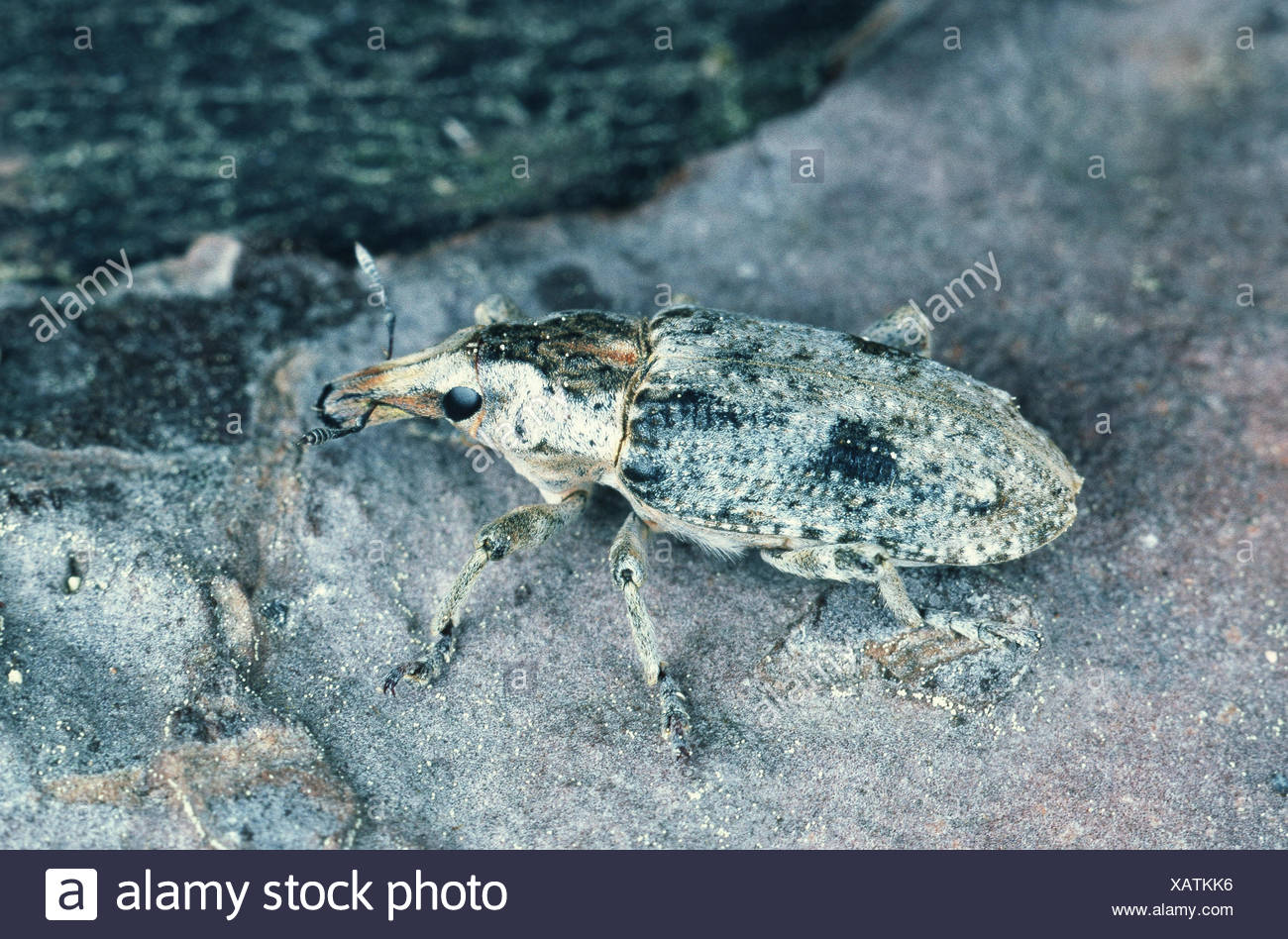 Root Weevil High Resolution Stock Photography and Images - Alamy
