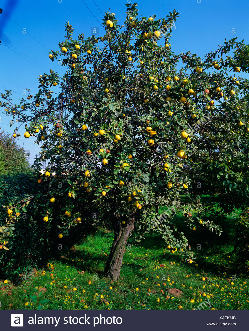 Quince Trees High Resolution Stock Photography and Images - Alamy