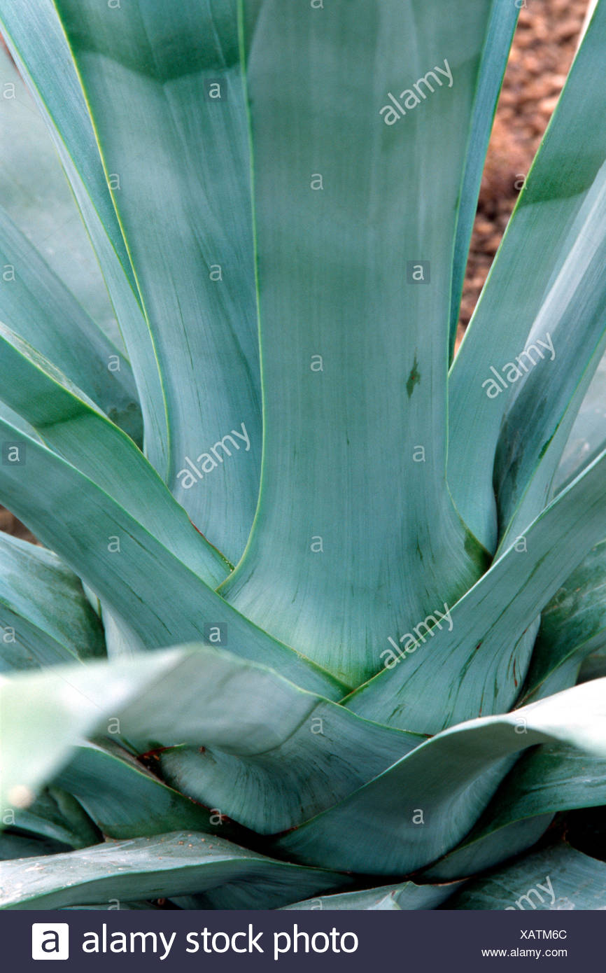 Sisal Hemp Agave Sisalana High Resolution Stock Photography and Images ...
