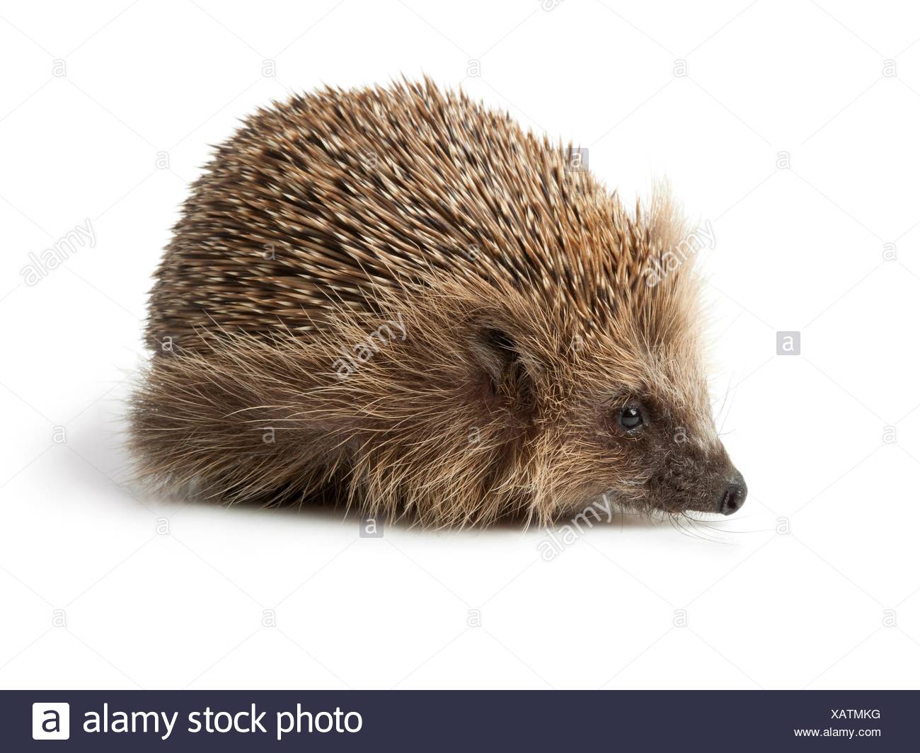 Hedgehog Cut Out Stock Images & Pictures - Alamy