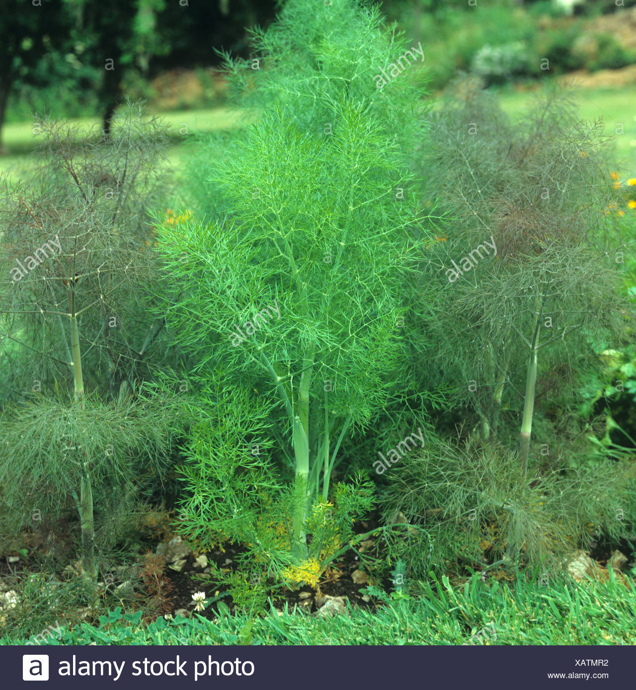 Bronze Colour High Resolution Stock Photography and Images - Alamy