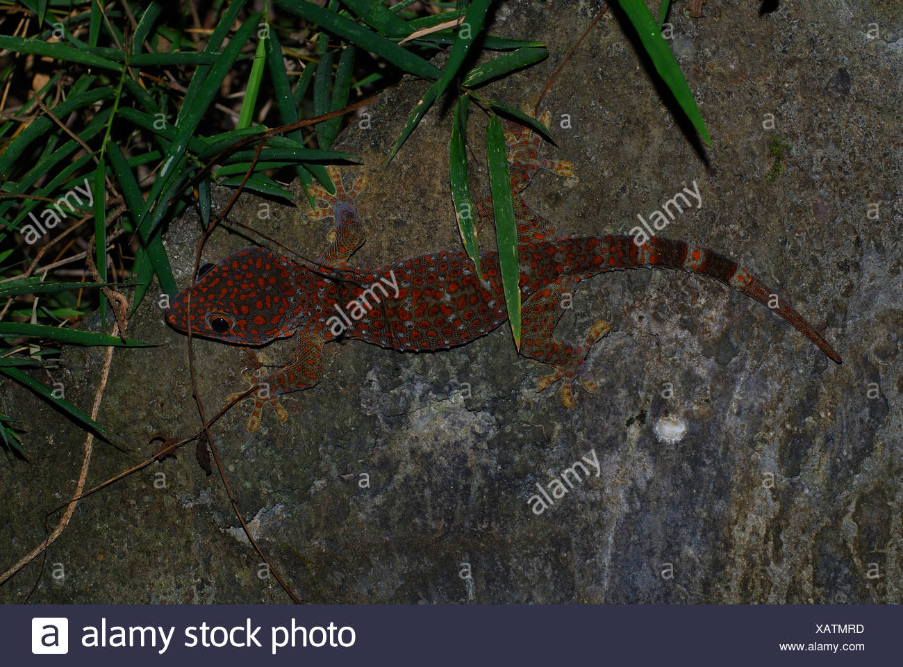 Gekko Gecko High Resolution Stock Photography and Images - Alamy