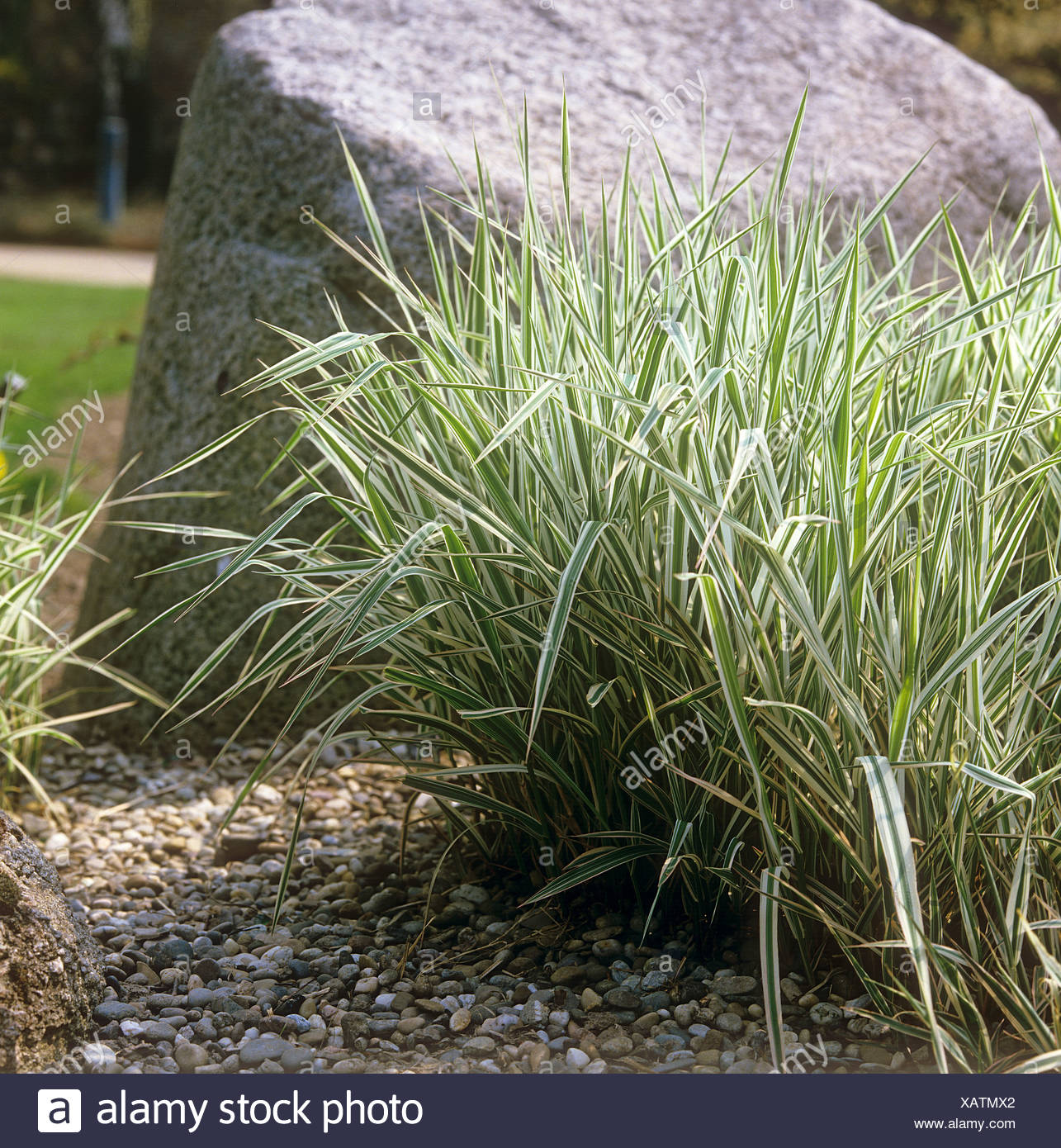 Carex Variegata High Resolution Stock Photography and Images - Alamy