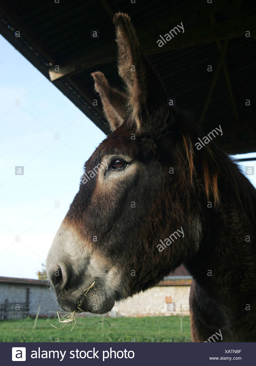 Donkeys Head High Resolution Stock Photography and Images - Alamy