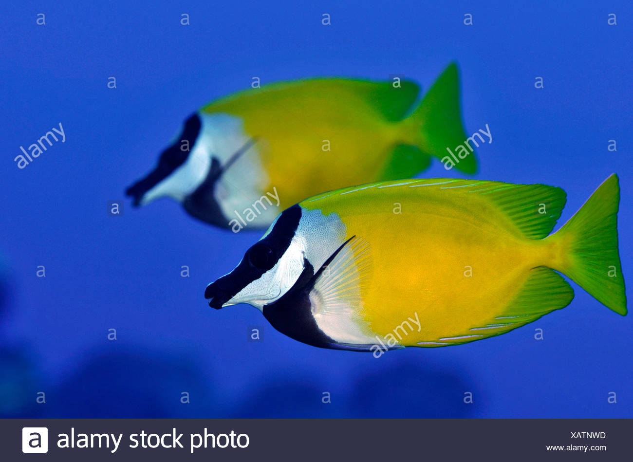 Senyavin Islands High Resolution Stock Photography and Images - Alamy