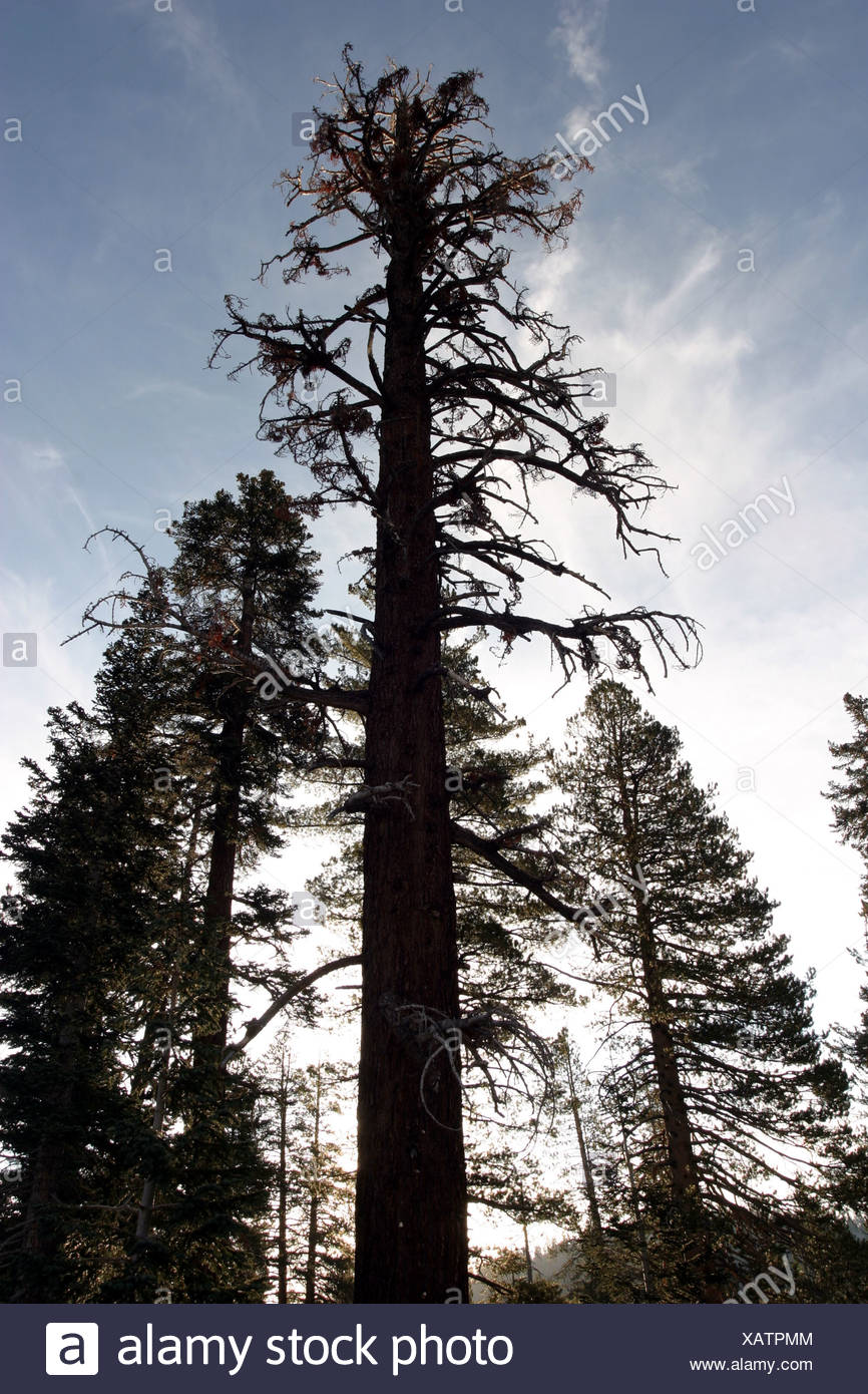 California Red Fir Abies Magnifica High Resolution Stock Photography ...
