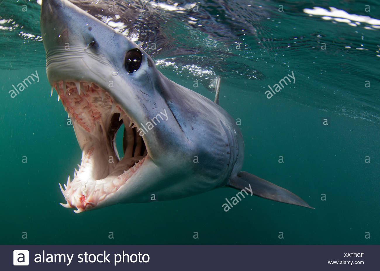 Isurus Oxyrinchus High Resolution Stock Photography and Images - Alamy
