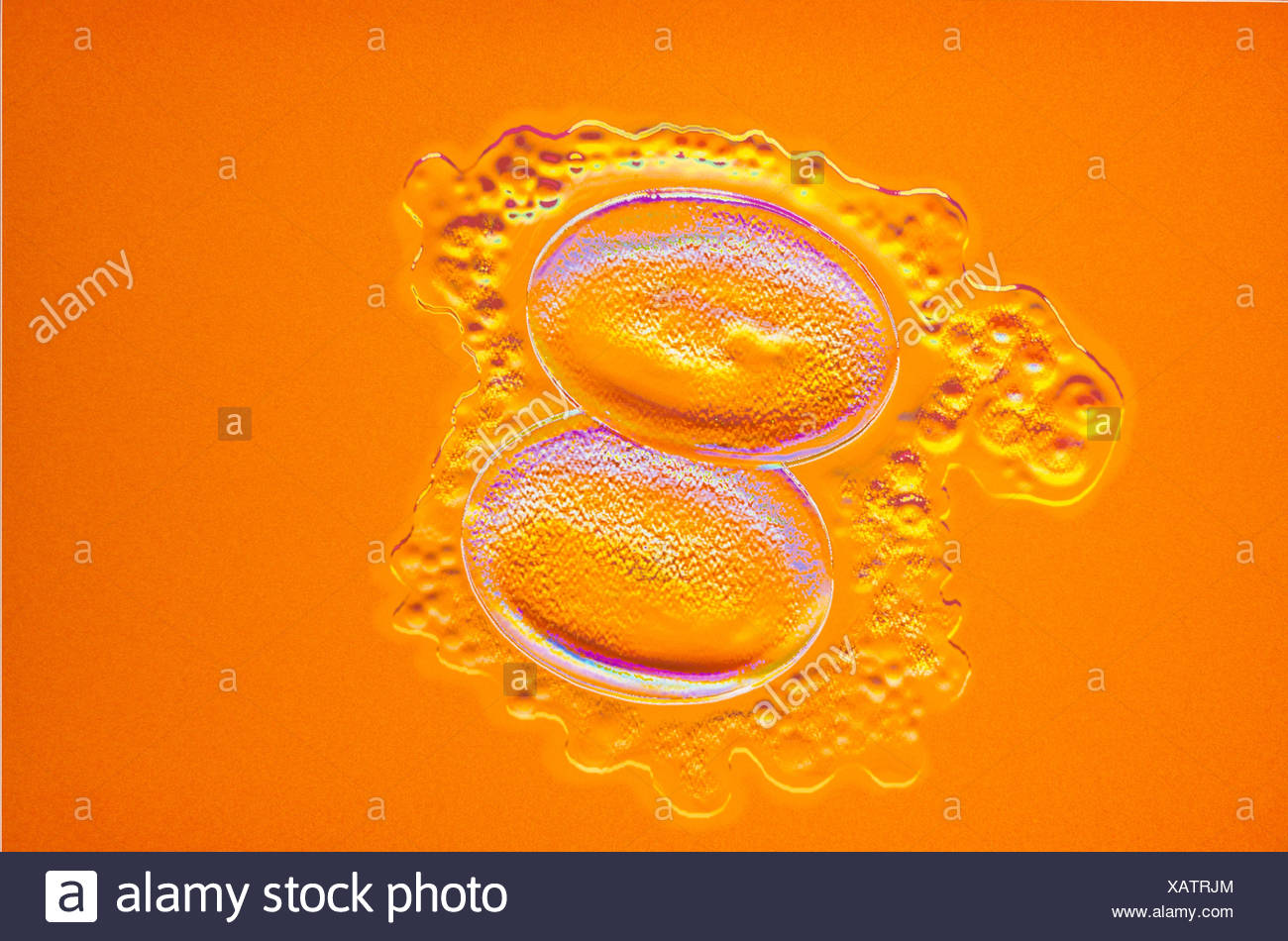 Blastula Embryo High Resolution Stock Photography and Images - Alamy