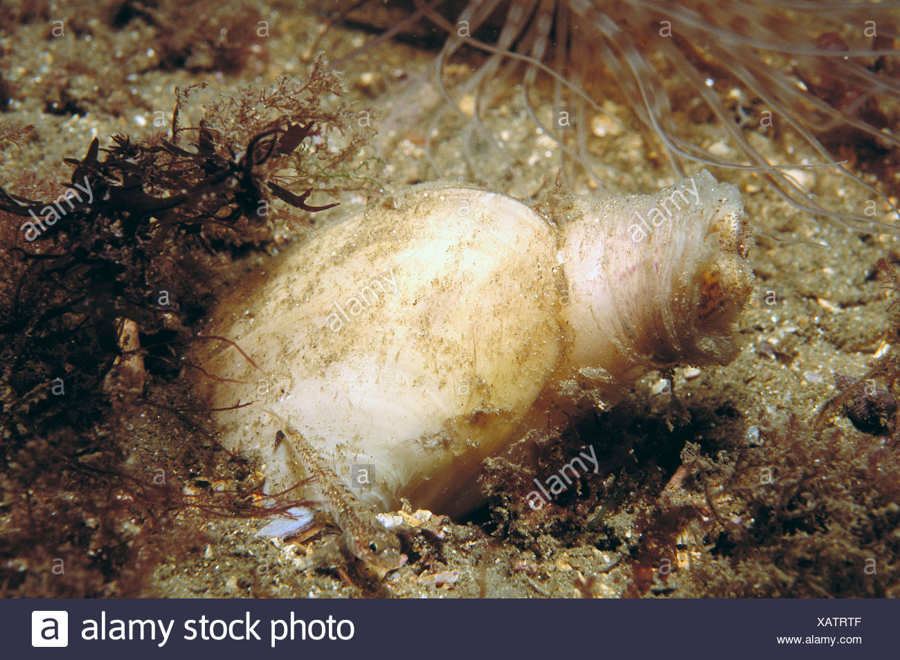 Trough Shell High Resolution Stock Photography and Images - Alamy