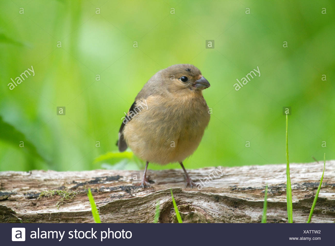 Young Bullfinch High Resolution Stock Photography and Images - Alamy