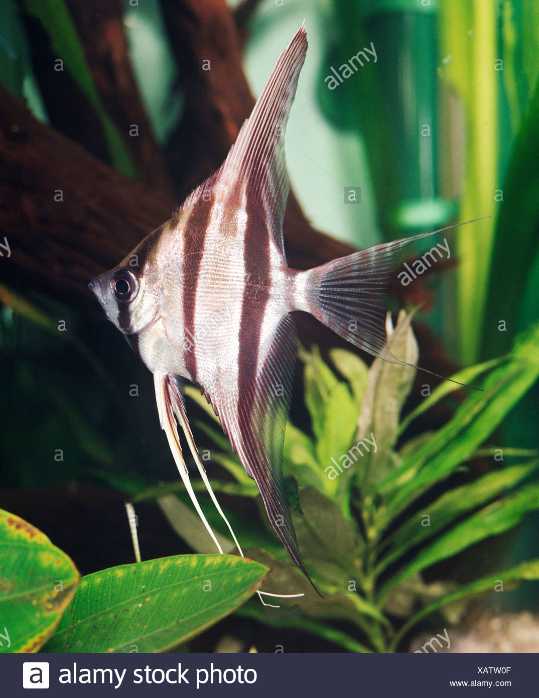 Altum Angelfish High Resolution Stock Photography and Images - Alamy