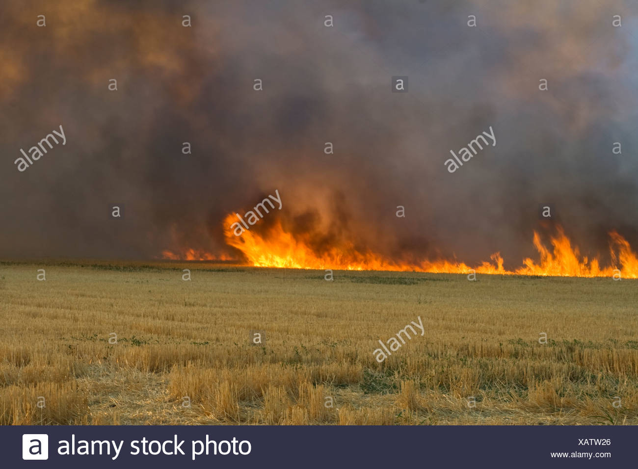 Fire Weeds High Resolution Stock Photography and Images - Alamy