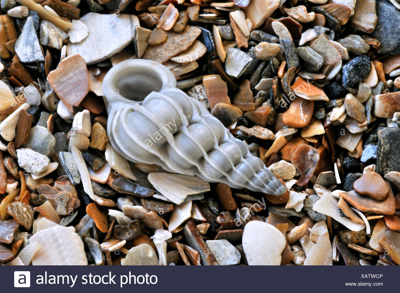 Wentletrap High Resolution Stock Photography and Images - Alamy