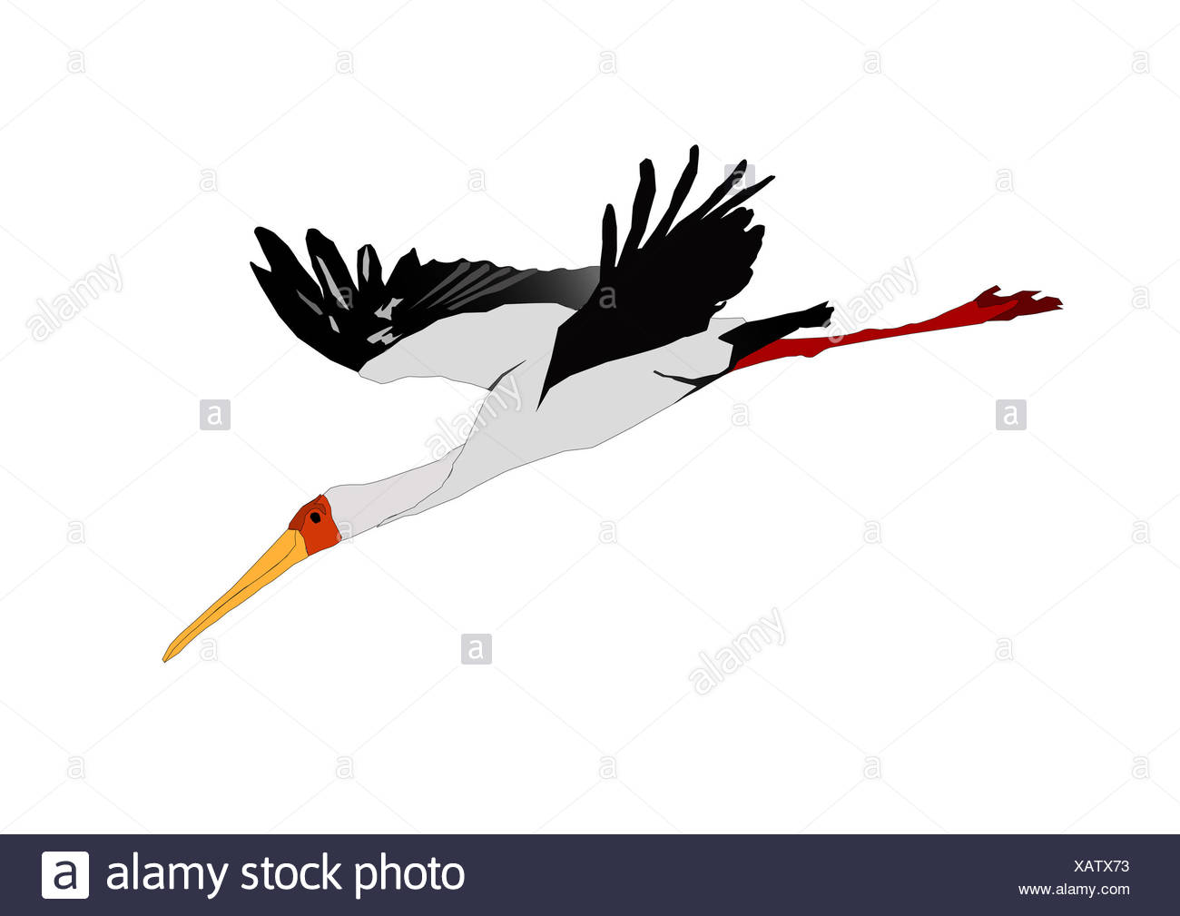 Gray Stork High Resolution Stock Photography and Images - Alamy