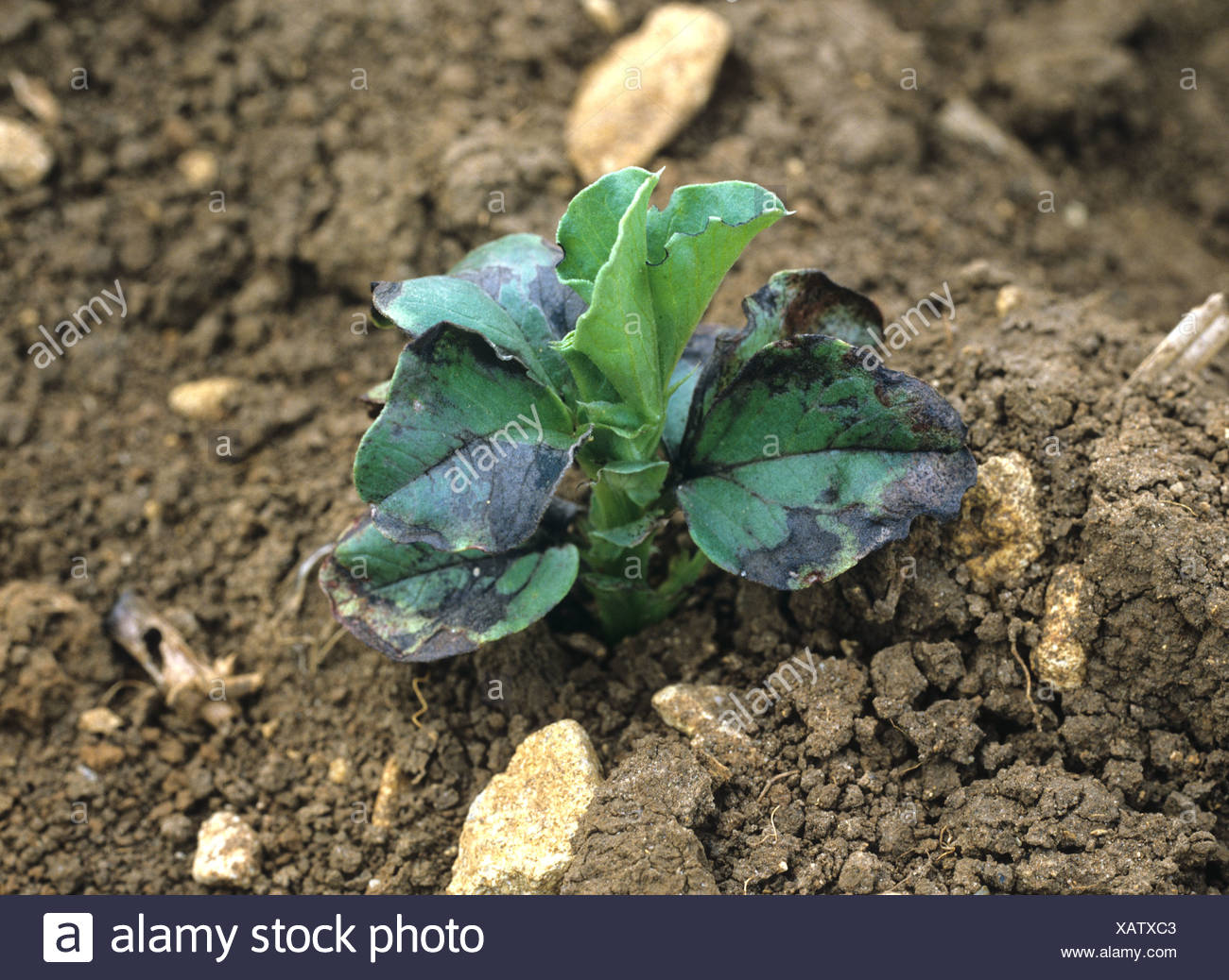 Frost Damaged Plant Stock Photos & Frost Damaged Plant Stock Images - Alamy