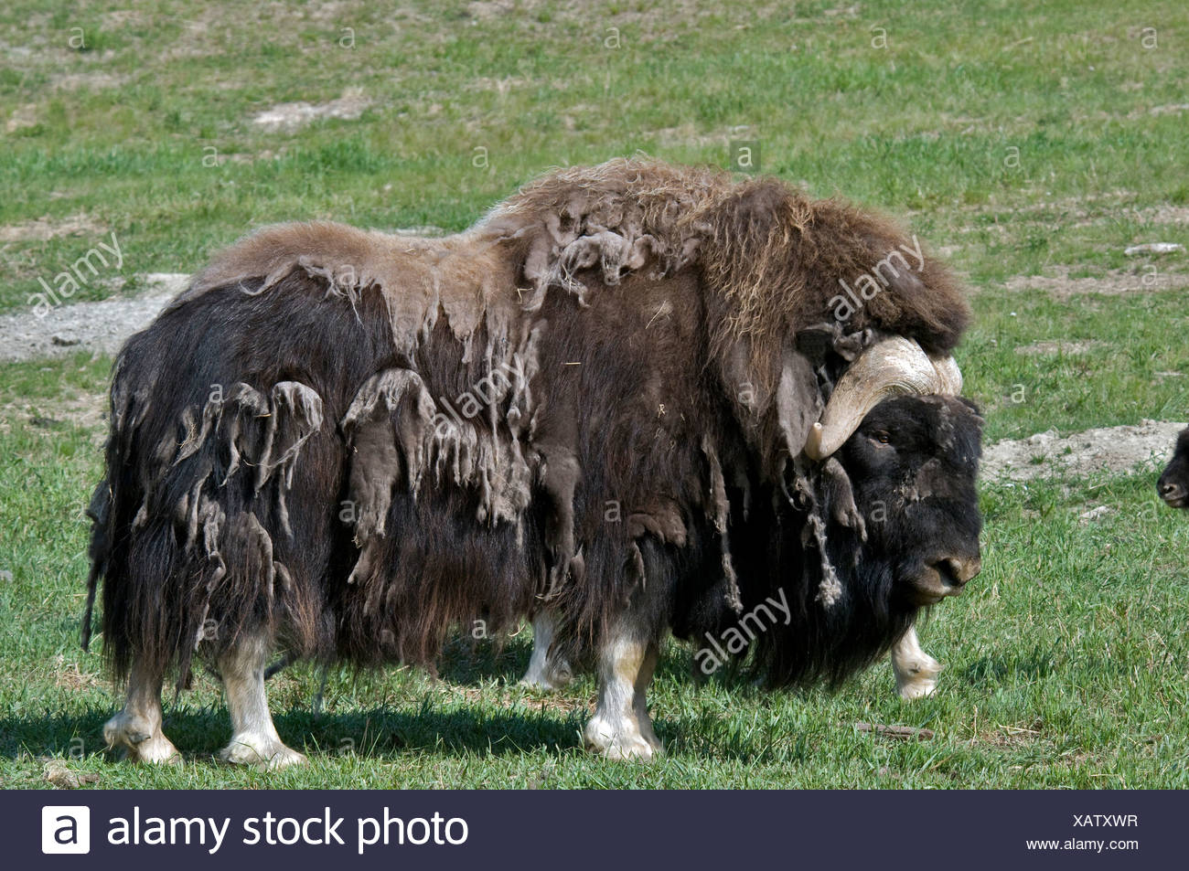 Musk Ox Canada Stock Photos & Musk Ox Canada Stock Images - Alamy
