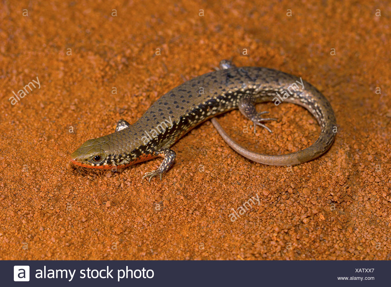 Keeled Lizard High Resolution Stock Photography and Images - Alamy